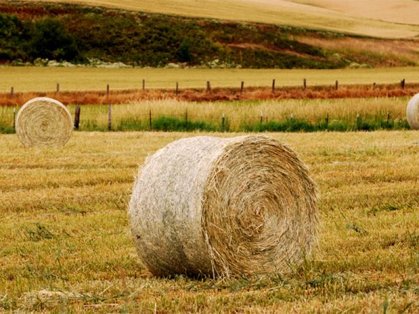 Fodder – TT GENERAL INDUSTRIAL IMPORT EXPORT. S.R.L